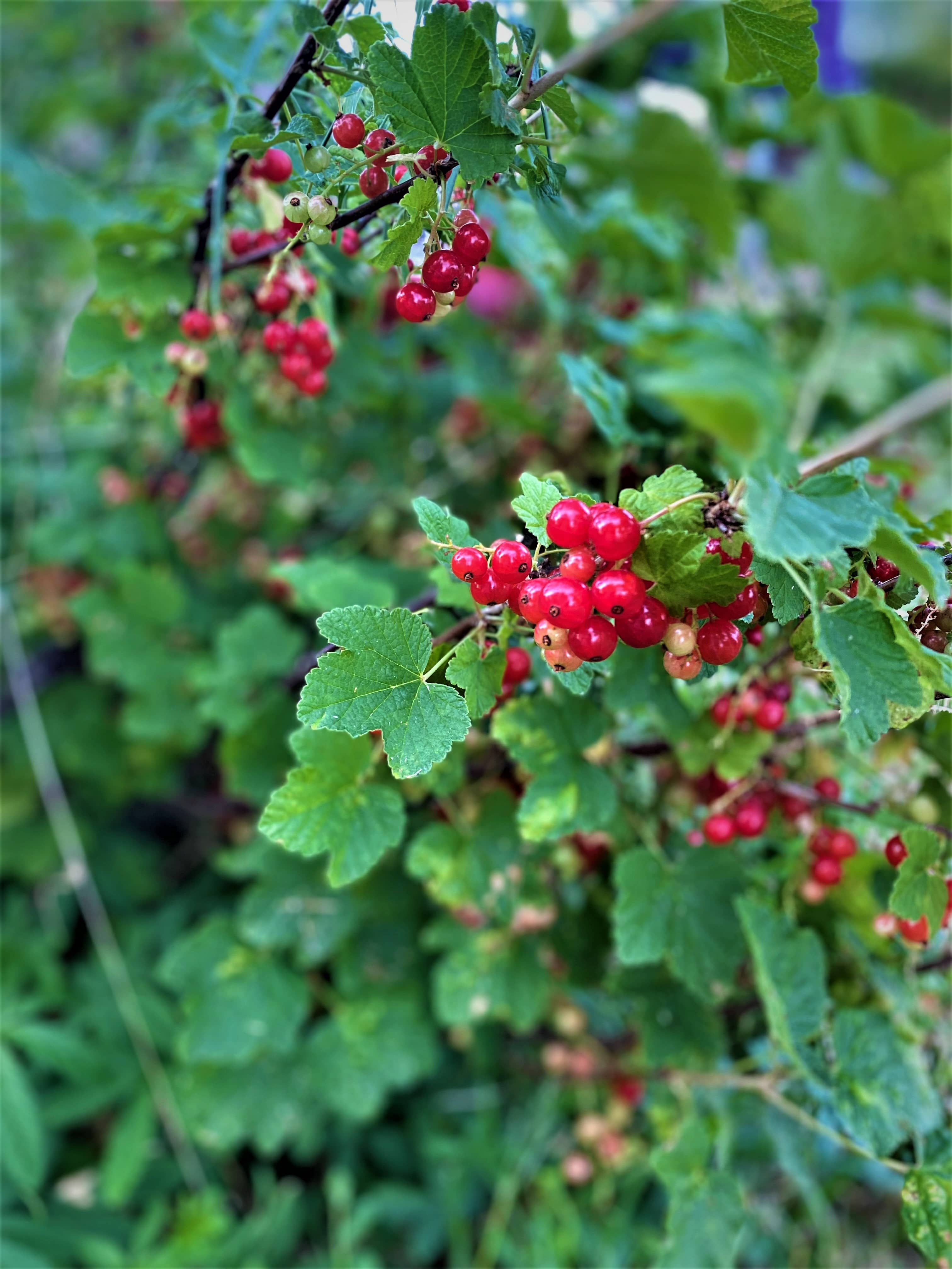 Mini gâteaux renversés aux groseilles rouges – Quoi Qu'on Mange